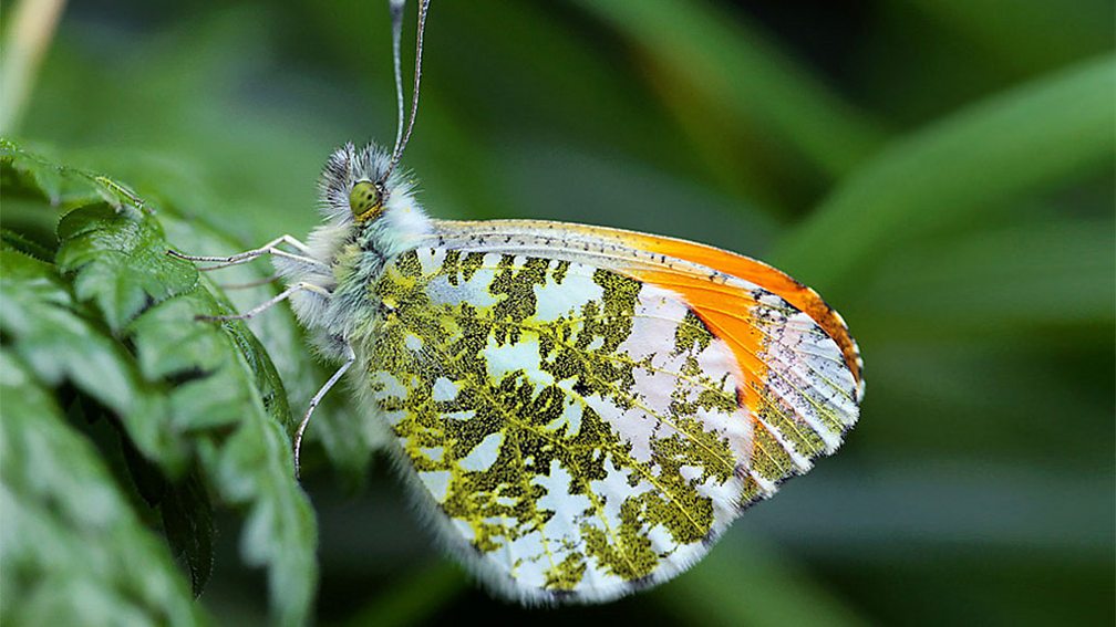 BBC Two - Springwatch Unsprung