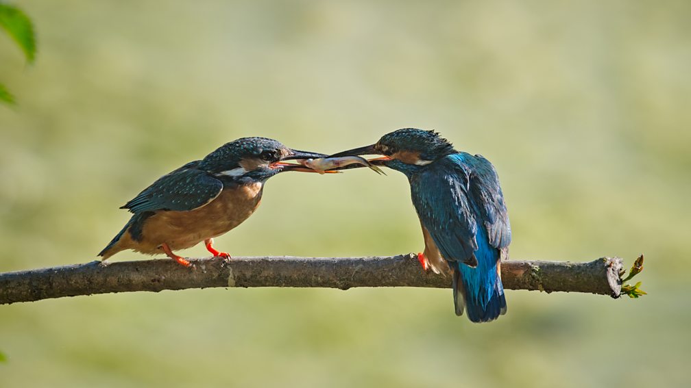 BBC Two - Springwatch