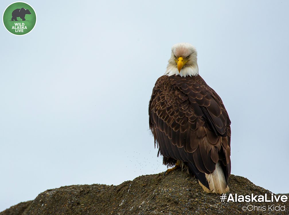 BBC One - Wild Alaska Live - More stunning images from Wild Alaska Live