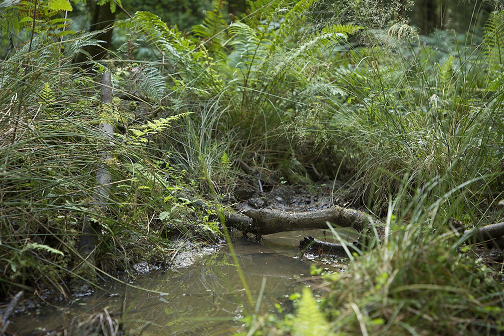 BBC Two - Springwatch - Explore a British forest through this beautiful ...