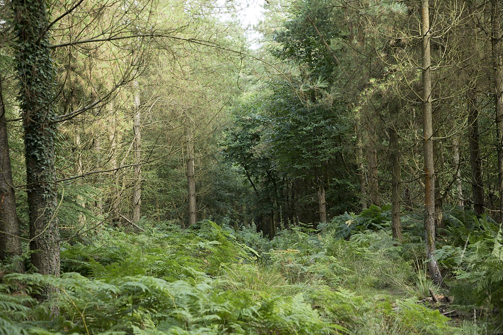 BBC Two - Springwatch - Explore a British forest through this beautiful ...