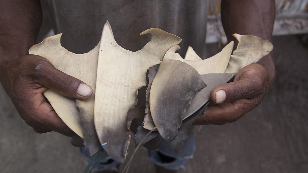 BBC Two - Tribes, Predators & Me - In pictures... The Shark People of ...