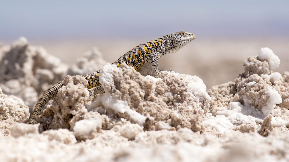 BBC Two - Mountain: Life at the Extreme - Stories from the Andes in ...
