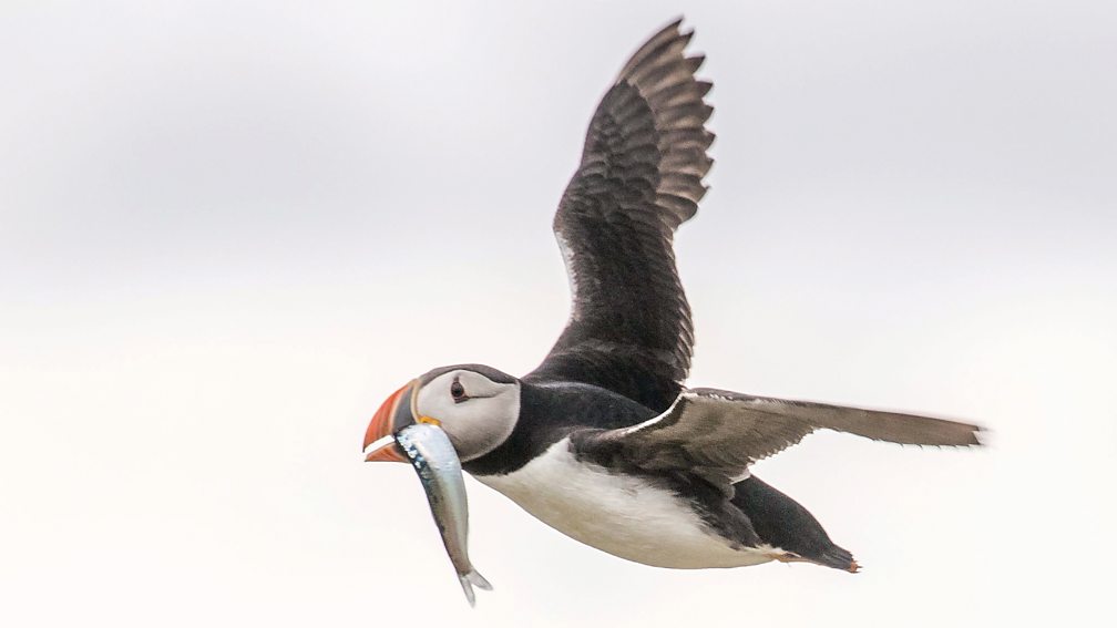 BBC Scotland - BBC Scotland - These astounding puffin pictures are ...