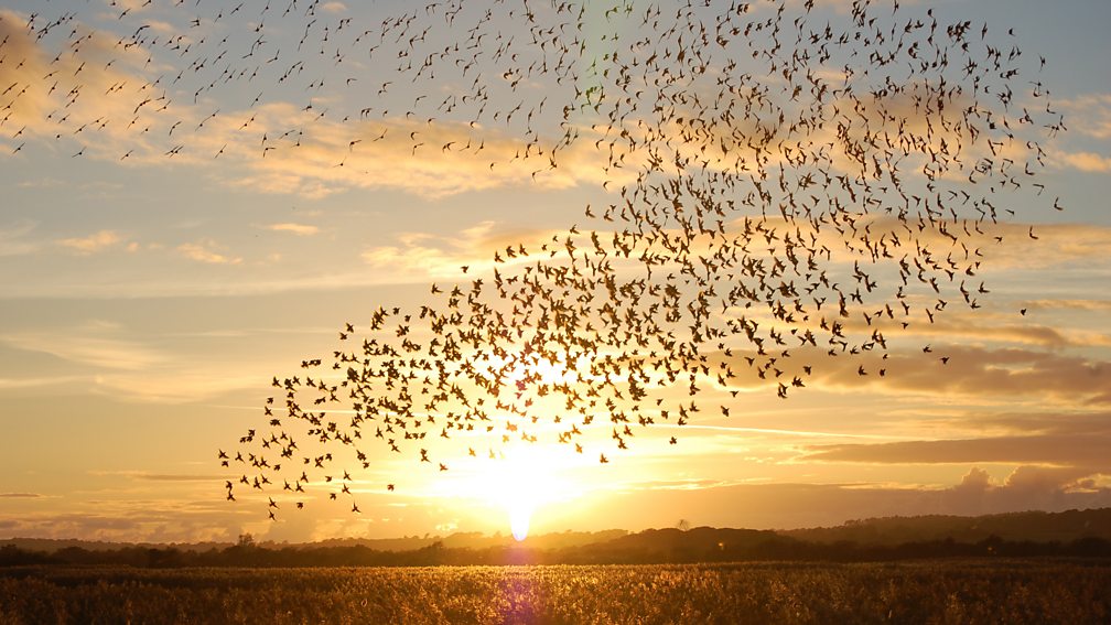 BBC Radio 4 - Radio 4 in Four - 15 wild words to describe the natural world