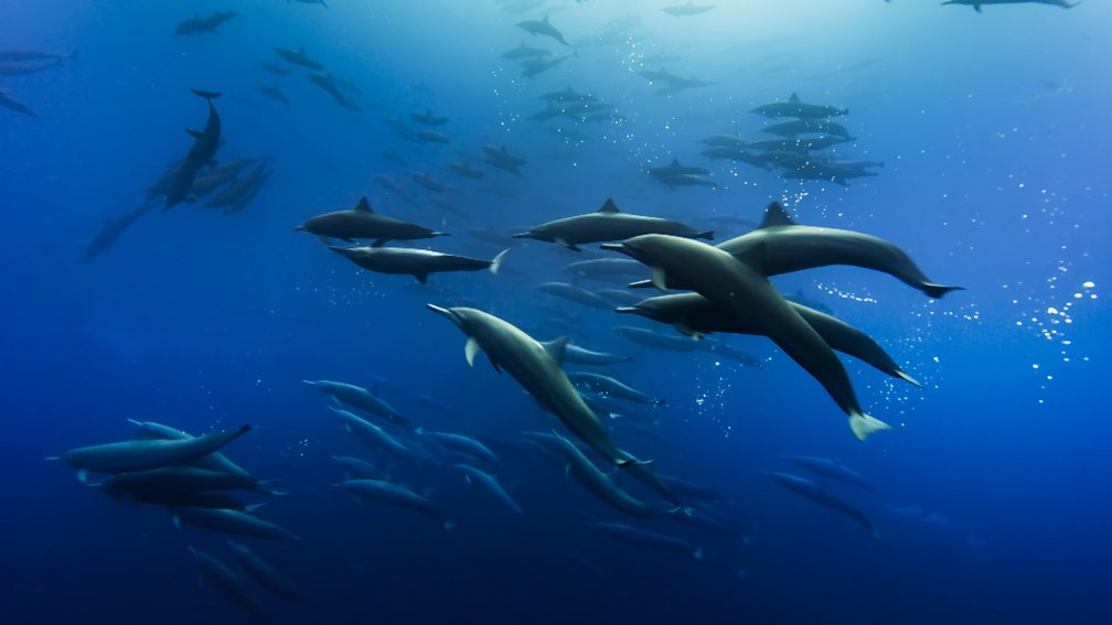 BBC One - Blue Planet II - Filming the rarely witnessed 'boiling sea'