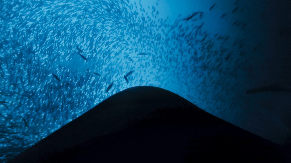 BBC One - Blue Planet II - Using new technology for studying orca