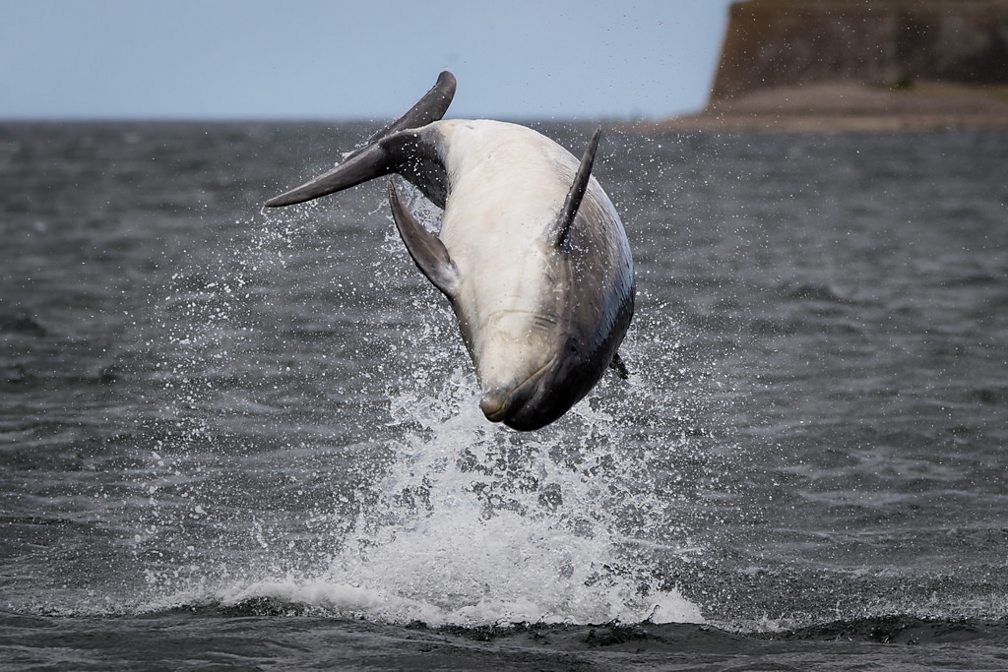 BBC Blogs - Springwatch - Eight delightful dolphin photos that'll ...