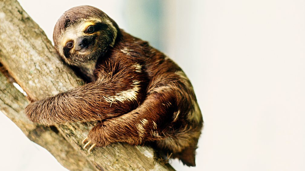 BBC Radio 4 - Radio 4 in Four - 10 incredible facts about the sloth