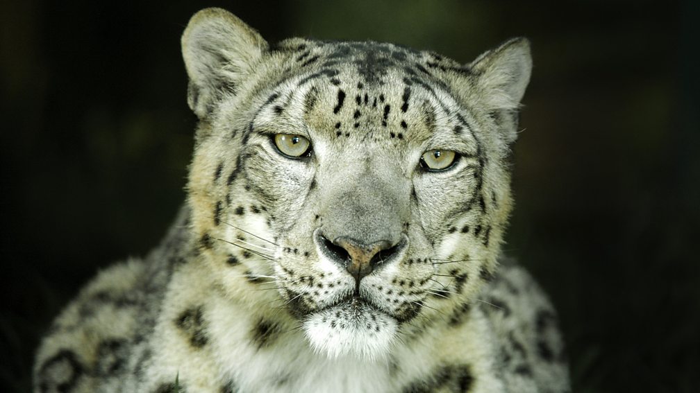 BBC One - Big Cats - Meet the cats