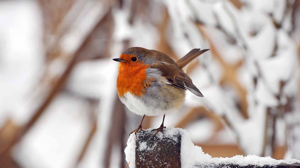 BBC Radio 4 - Radio 4 in Four - Seven animals we love to love at ...