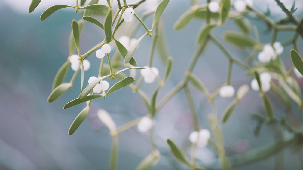 BBC Radio 4 - Radio 4 in Four - Seven of the most sacred plants in the ...
