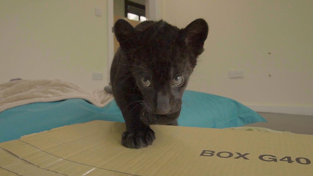 BBC Two - Big Cats about the House - In pictures: Maya the toddler