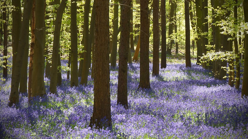 BBC Radio 4 - Radio 4 in Four - 10 ways to give your garden a spruce-up ...