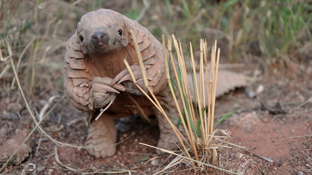 BBC Two - Natural World - Saving Pangolins from Extinction