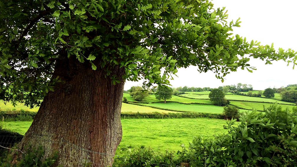 BBC - Six magical forests we love from children’s books