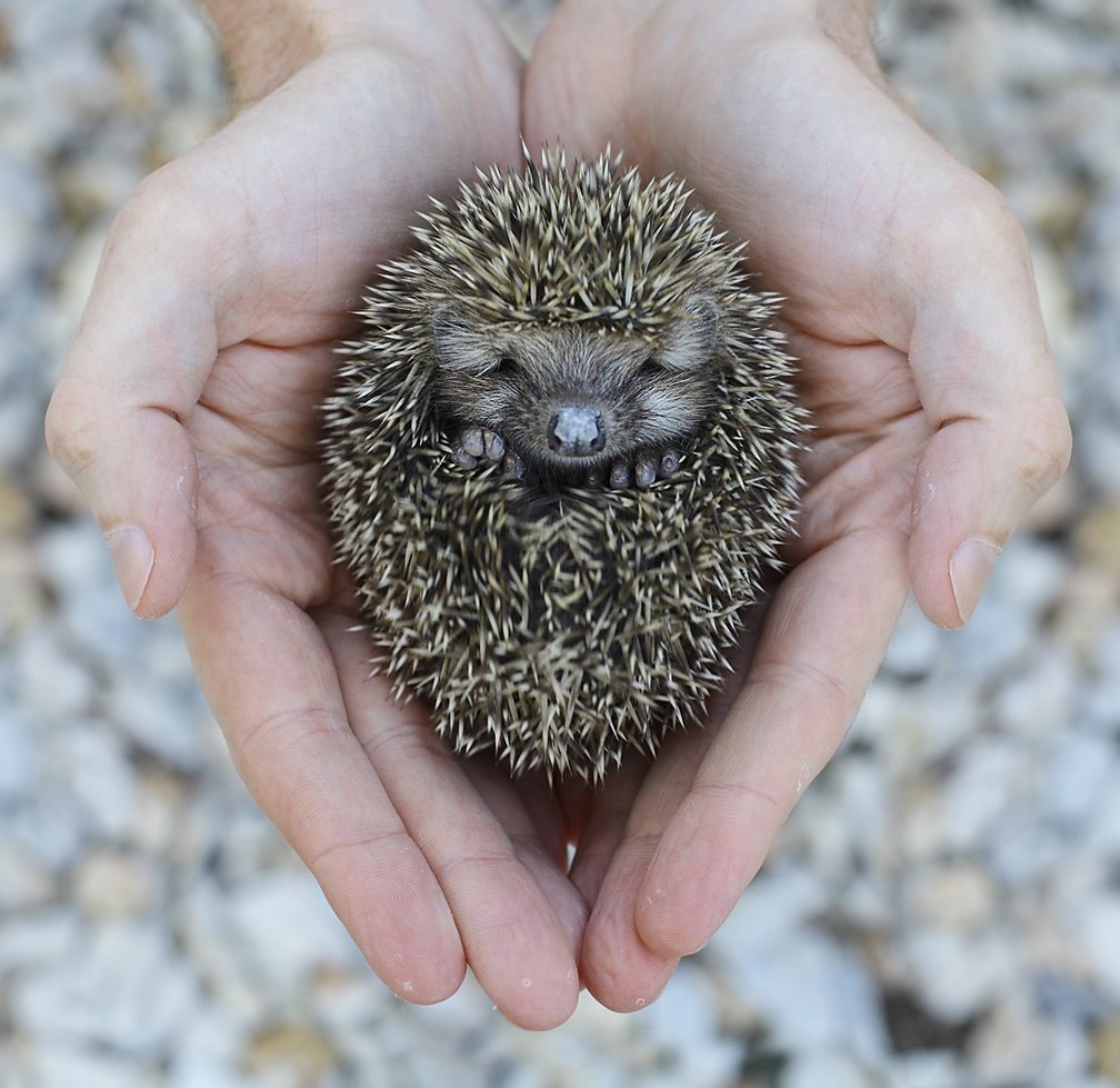 BBC Radio 4 - Radio 4 in Four - Nine things you didn’t know about hedgehogs