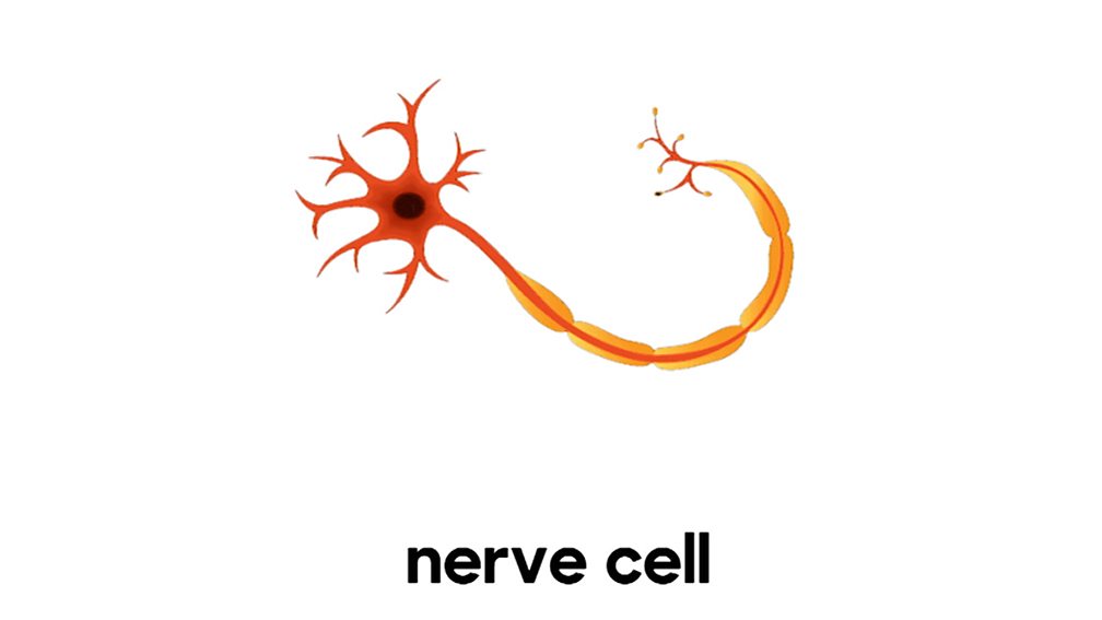 Nerve cells - What are cells? - 3rd level Science Revision - BBC Bitesize