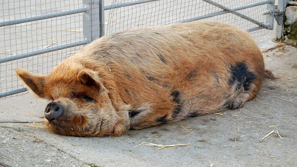 BBC Radio 4 - Radio 4 in Four - From snorts to snouts: ten facts about pigs