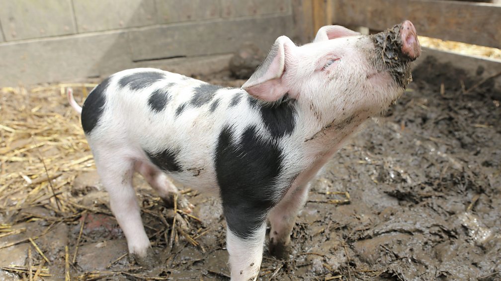 BBC Radio 4 - Radio 4 in Four - From snorts to snouts: ten facts about pigs