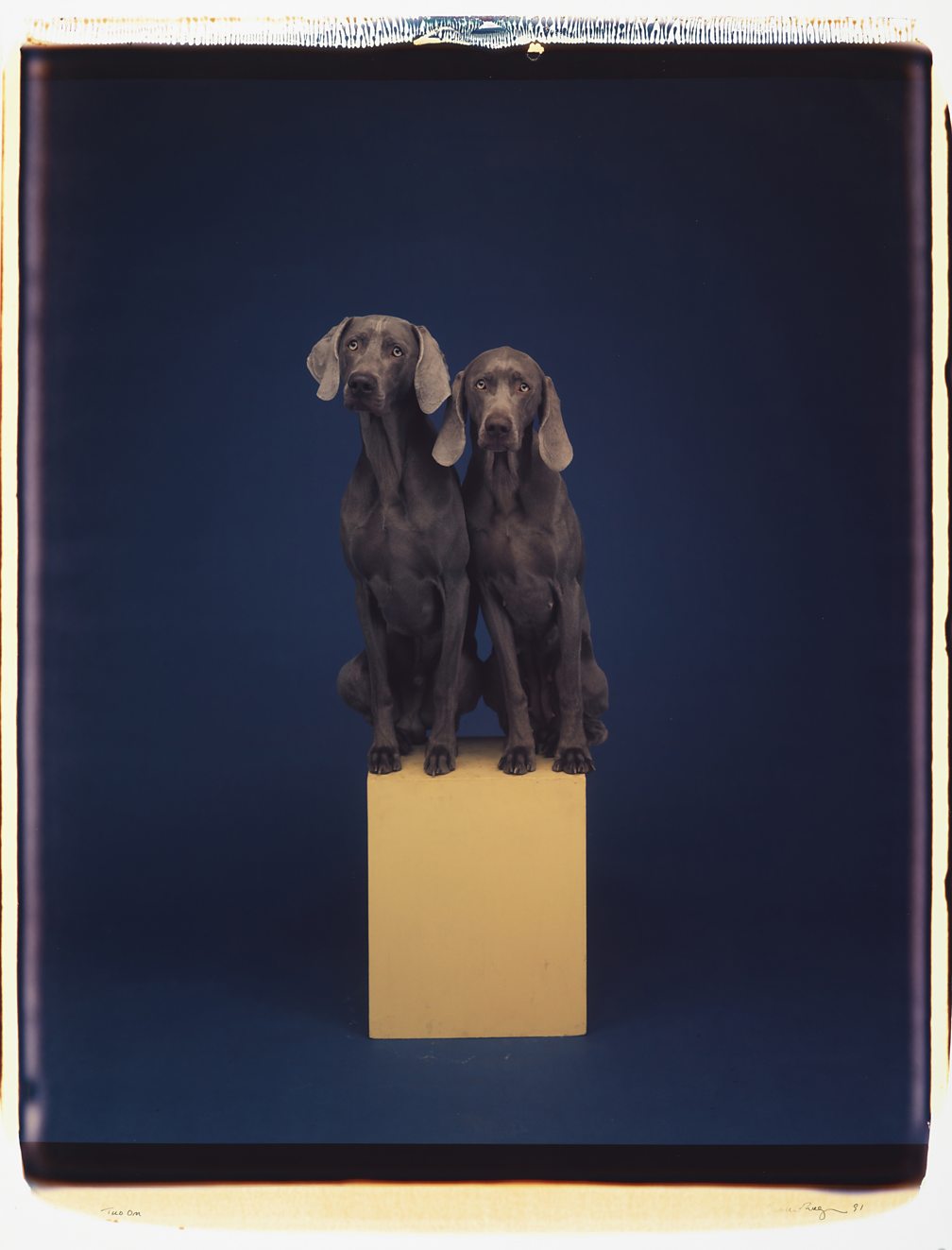 BBC Arts - BBC Arts - Pup art: Polaroids of William Wegman’s loyal ...