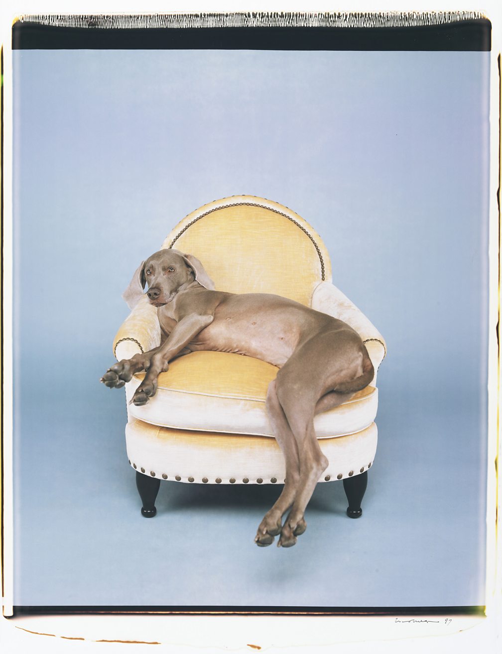 BBC Arts - BBC Arts - Pup art: Polaroids of William Wegman’s loyal ...