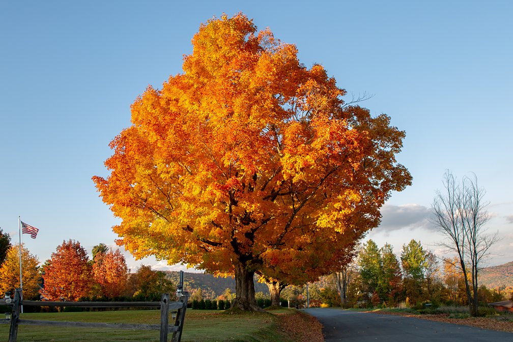BBC Two - Autumnwatch - Seven classic New England scenes