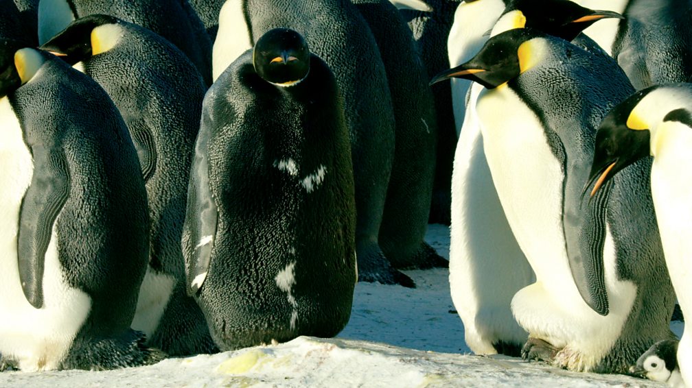 BBC One - Dynasties - Penguin ID guide
