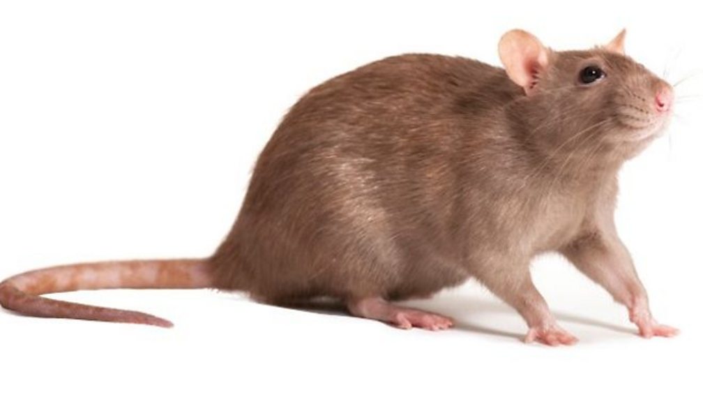 BBC Scotland - BBC Scotland - Rats: they have a bad rep, but here’s why ...