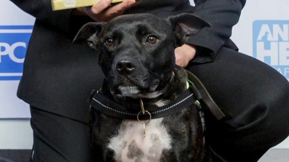 BBC Scotland - BBC Scotland - Why are Staffies still considered ...