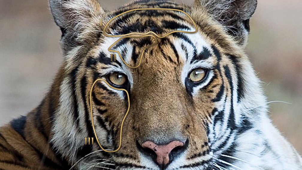BBC One - Dynasties - Tiger ID guide