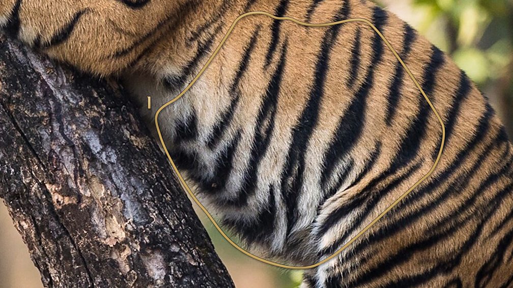 BBC One - Dynasties - Tiger ID guide