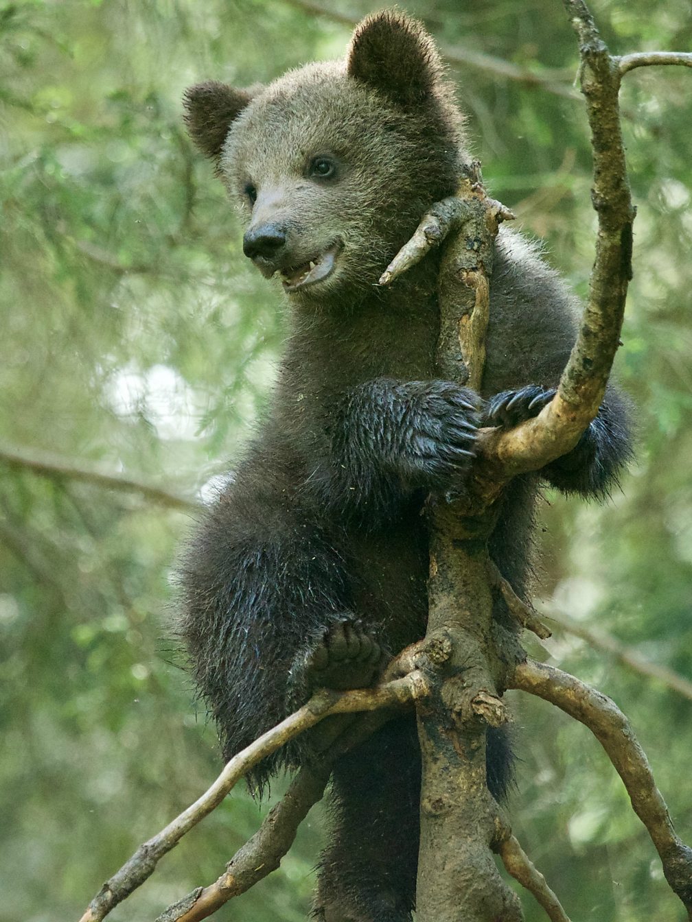 BBC Scotland - BBC Scotland - 10 photographs of rescued orphan bear ...