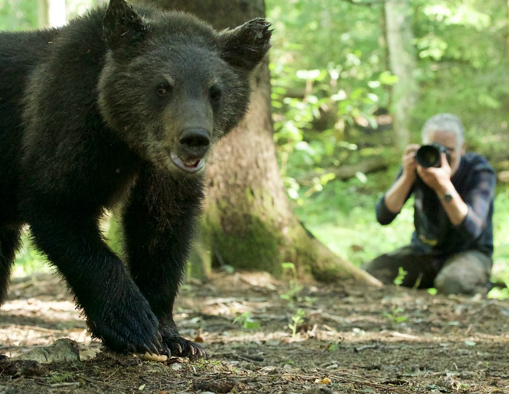 BBC Scotland - BBC Scotland - 10 photographs of rescued orphan bear ...