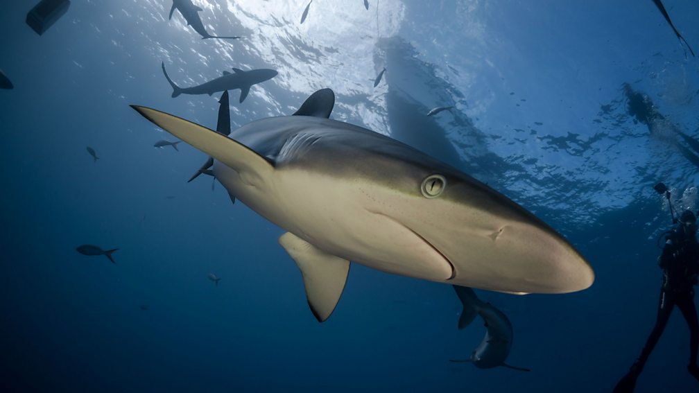 BBC One - Blue Planet Live - Meet the stars