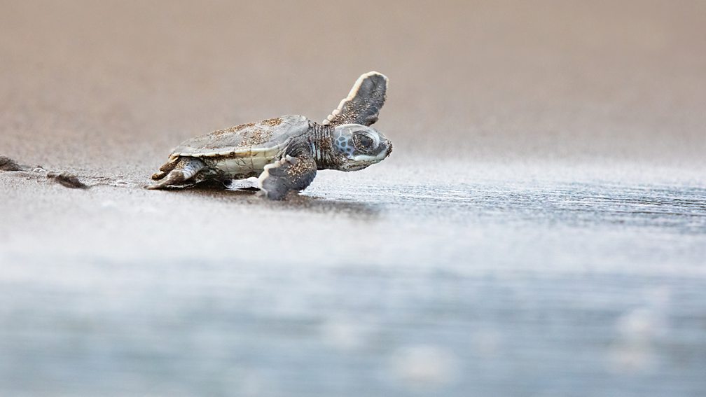 BBC One - Blue Planet Live - Meet the stars