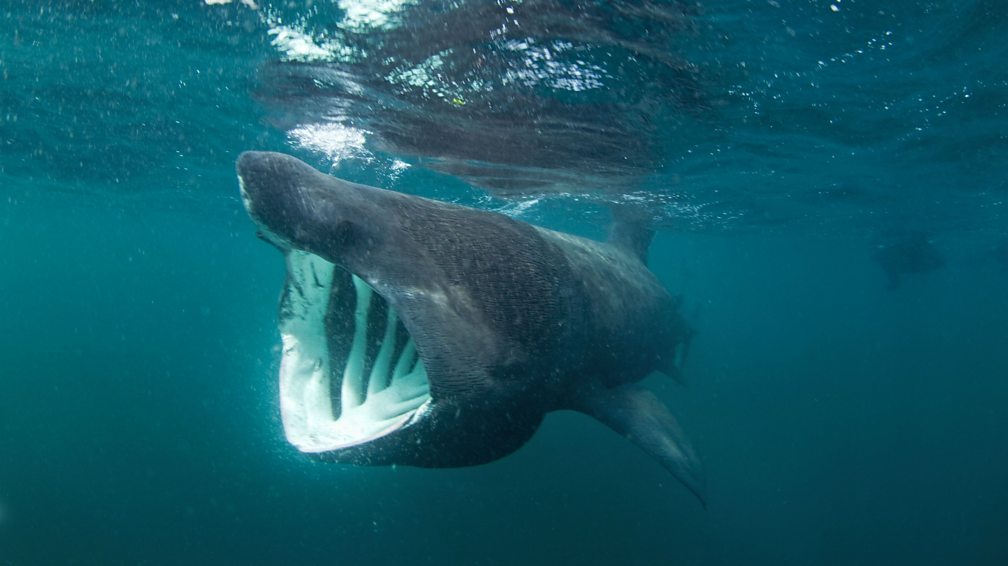 BBC One - Blue Planet UK - Gillian Burke's Blue Planet UK highlights