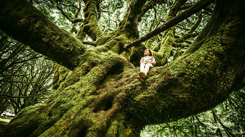 BBC Radio 4 - Forest 404 - Why we should listen to trees