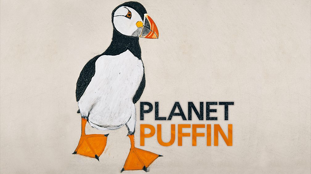 BBC Radio 4 - A Summer of Swallows - Thirteen proper puffin facts