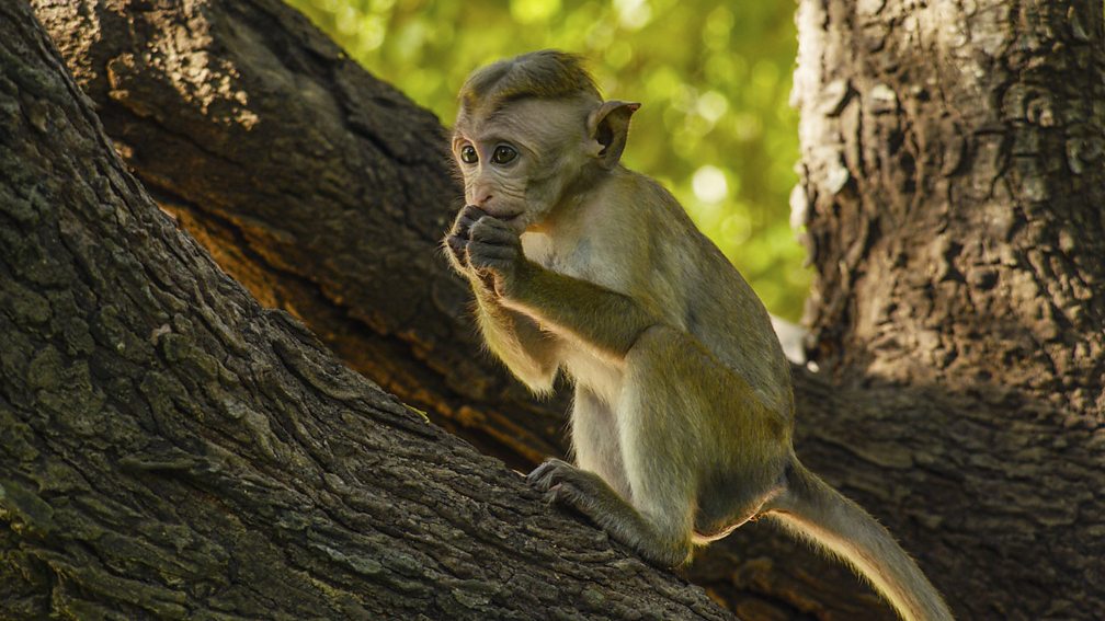 BBC Two - Animal Babies: First Year on Earth - Meet the animal babies