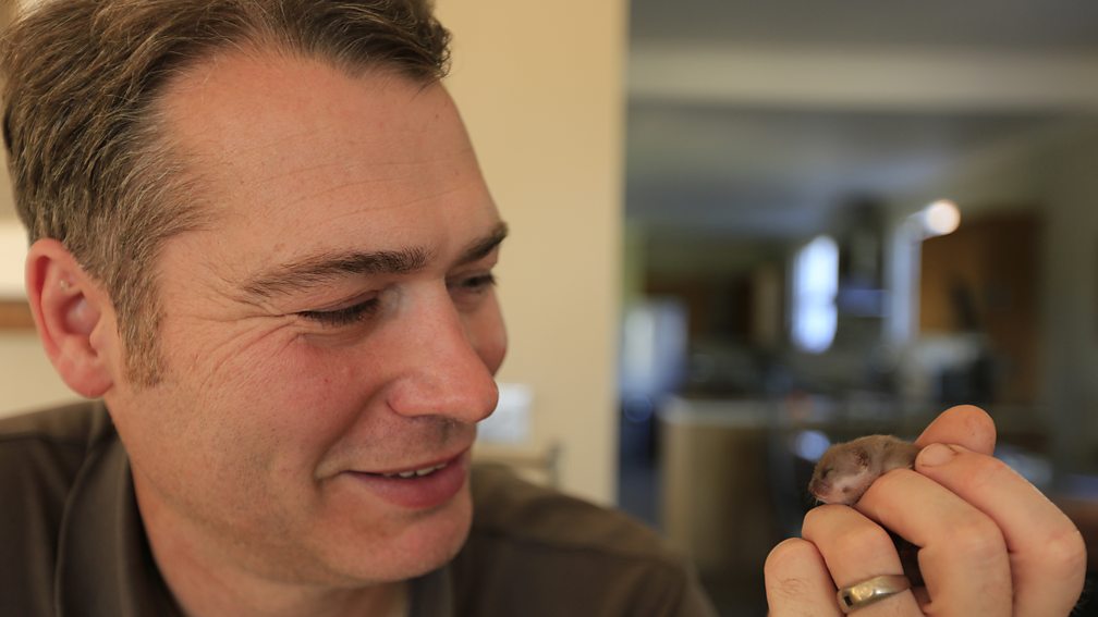 BBC Two - Natural World - Twiz: The Story of an Adorable Rescue Weasel