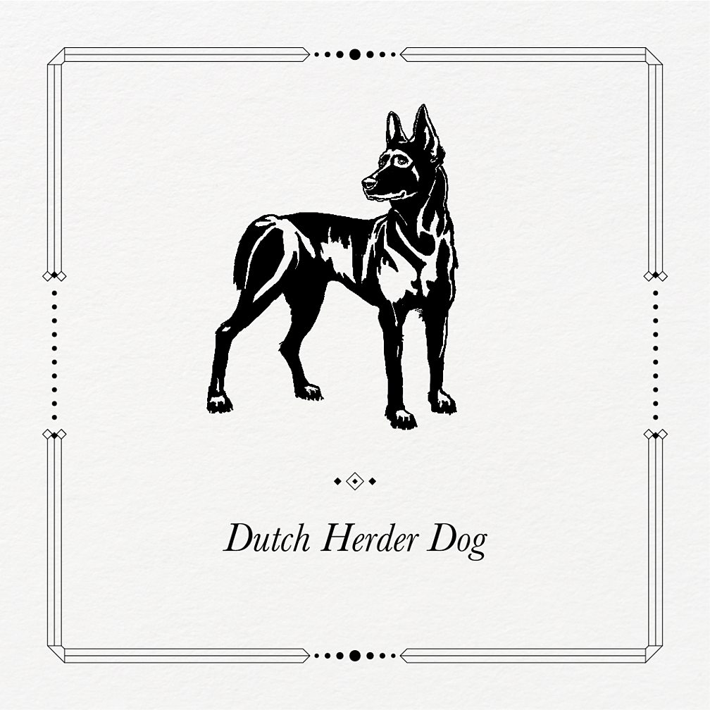 BBC One - His Dark Materials - Dutch Herder Dog