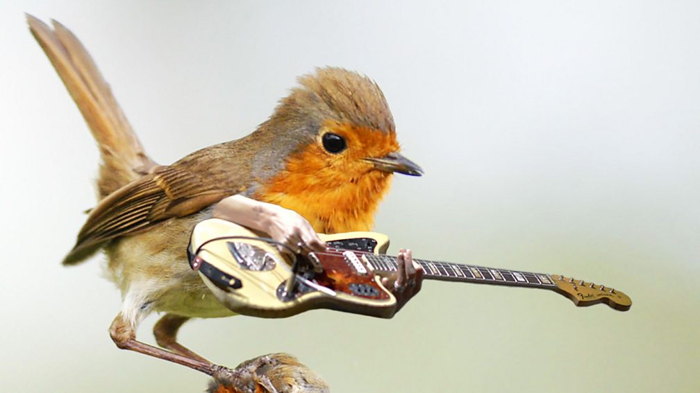 BBC Radio 4 - Radio 4 in Four - The pigeon: Britain’s most ...