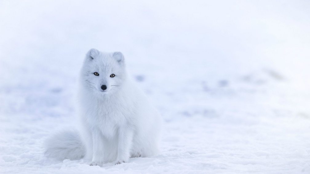 BBC One - Snow Animals - Stunning survivors: the secret skills of snow ...