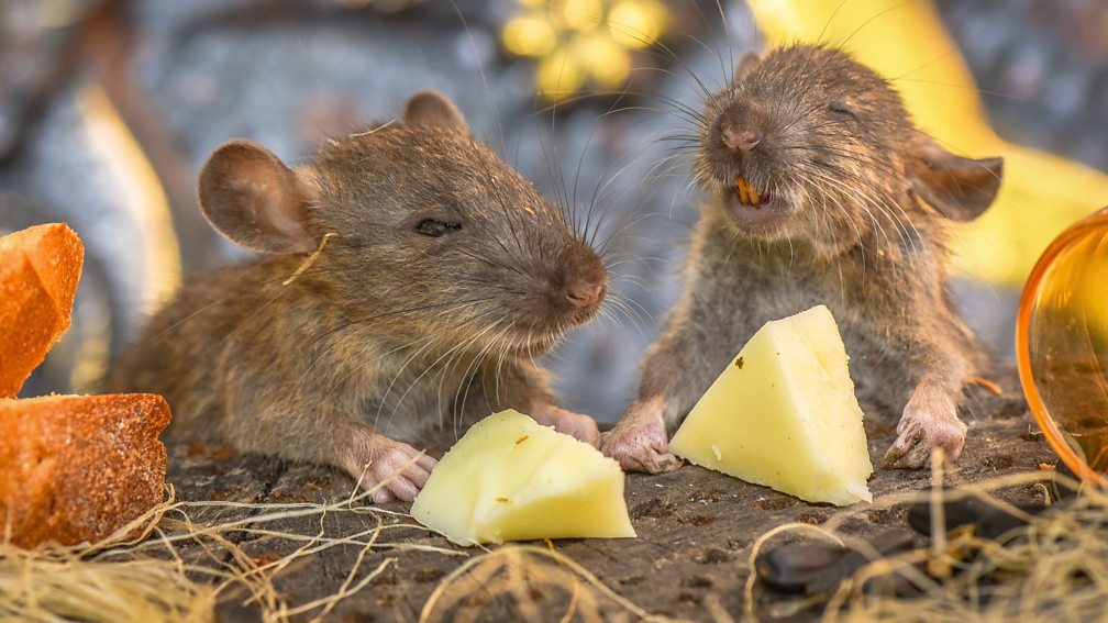 BBC Radio 4 - The Infinite Monkey Cage, Series 21, Science of Laughter ...