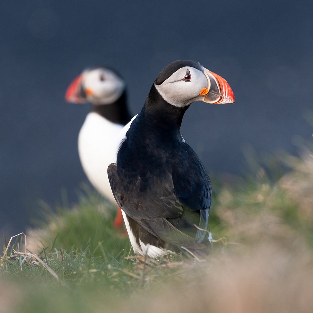 BBC Two - Springwatch - Photographer takeover: George Turner