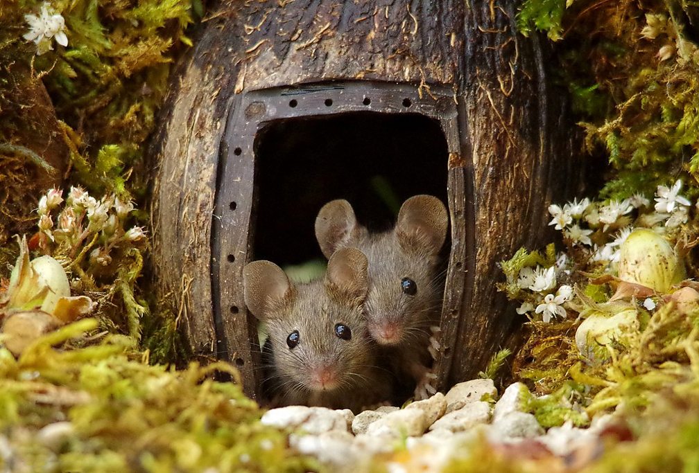 BBC Two - Springwatch - Photographer takeover: Chris and Megs' favourites