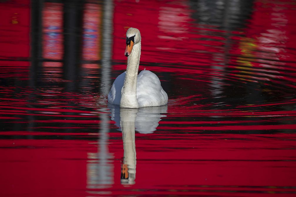 BBC Two - Springwatch - Photographer takeover: Chris and Megs' favourites