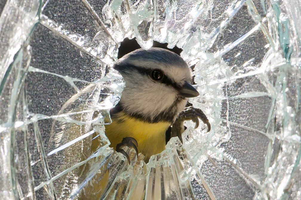 BBC Two - Springwatch - Photographer takeover: Chris and Megs' favourites