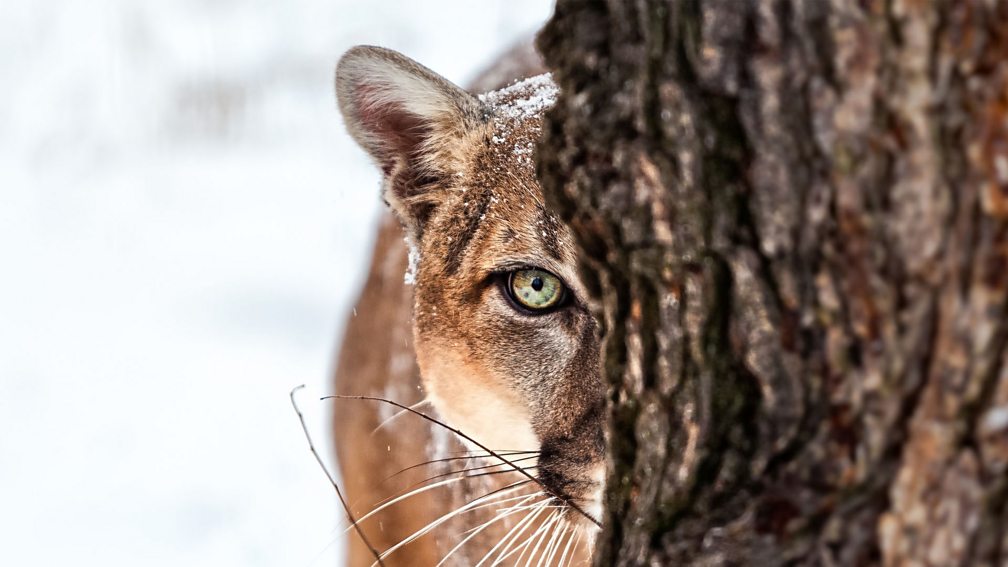 BBC Radio 4 - Radio 4 in Four - Six animals that eat people